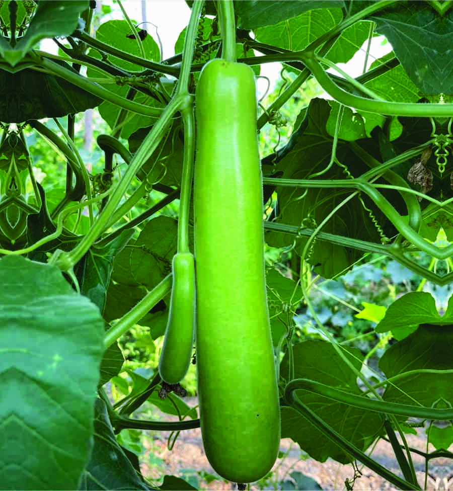 Best Bottle gourd Seeds Suppliers in Delhi, Bottle gourd Seed Exporters ...